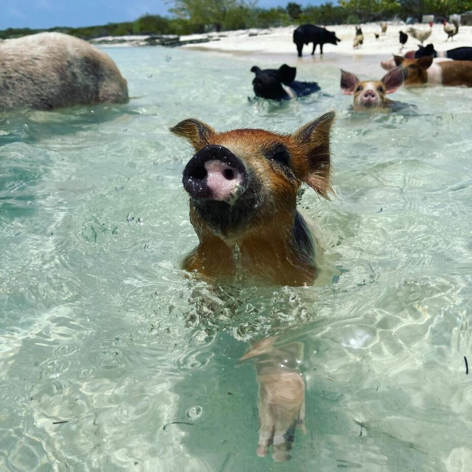 Rose Island Swimming Pigs (4hrs) - Bahamas Water Toys